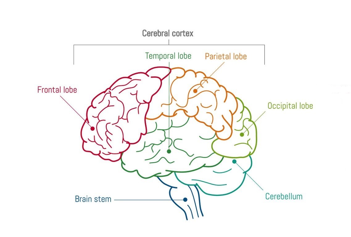 Frontotemporal Dementia (FTD) - DementiaHub.SG